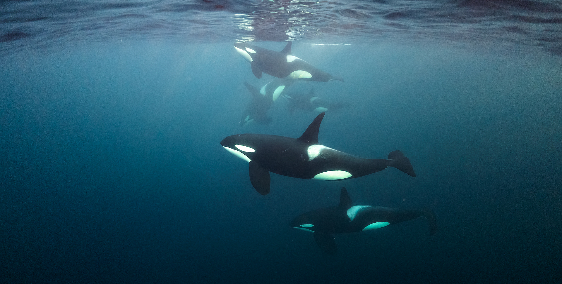 Oceans Around Us - Oceans Around Us