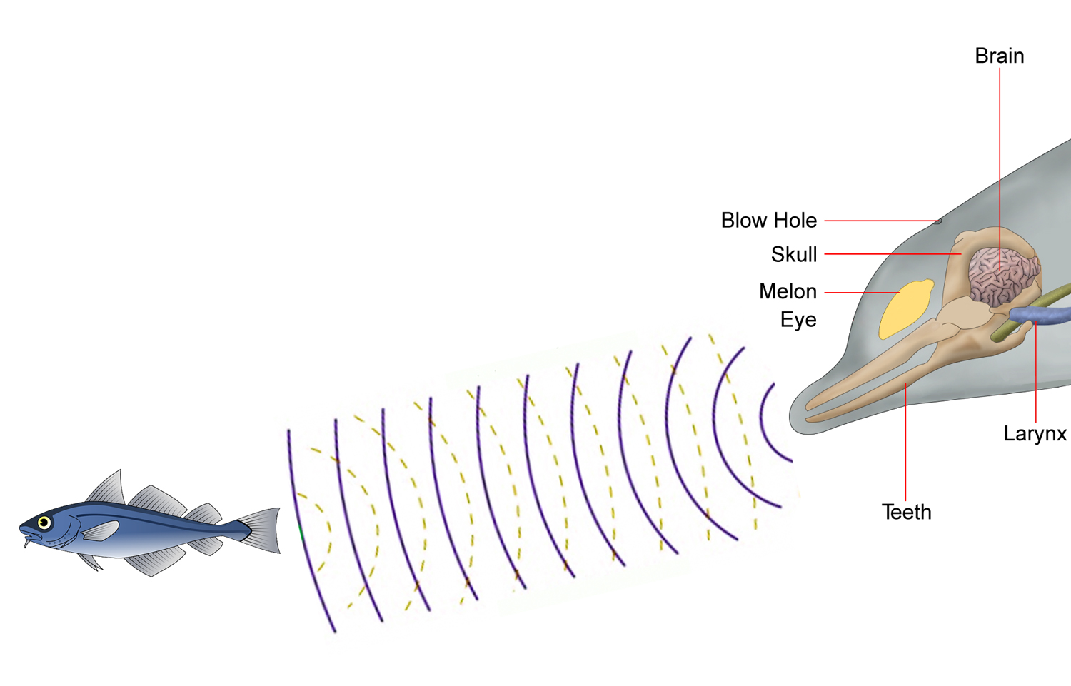 Sardine Run - How Dolphins Use Echolocation - Oceans Around Us